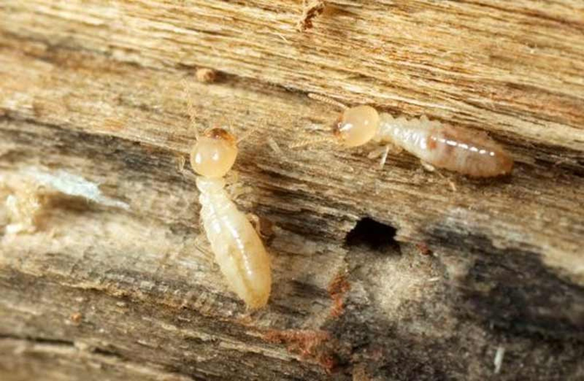 Pourquoi le diagnostic termites est-il obligatoire ? | Conseils & avis