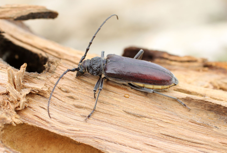 Capricorne insectes : quels sont ses effets ? comment les éloigner
