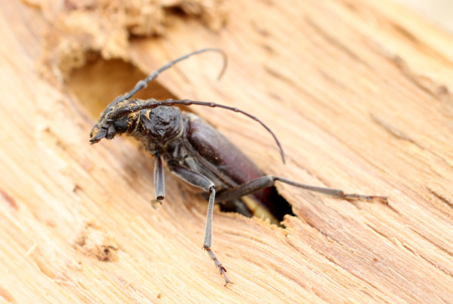 Capricorne insectes : quels sont ses effets ? comment les éloigner