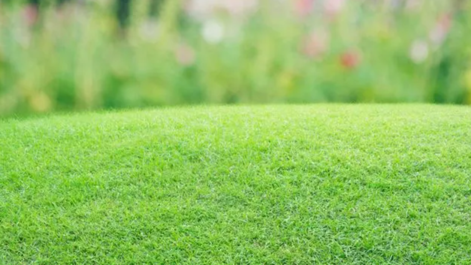 Gazon anglais : propriétés, entretien et prix