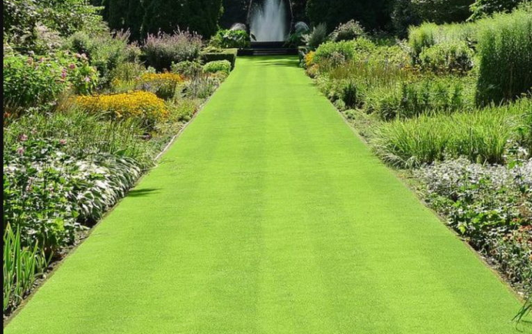 Gazon anglais : propriétés, entretien et prix